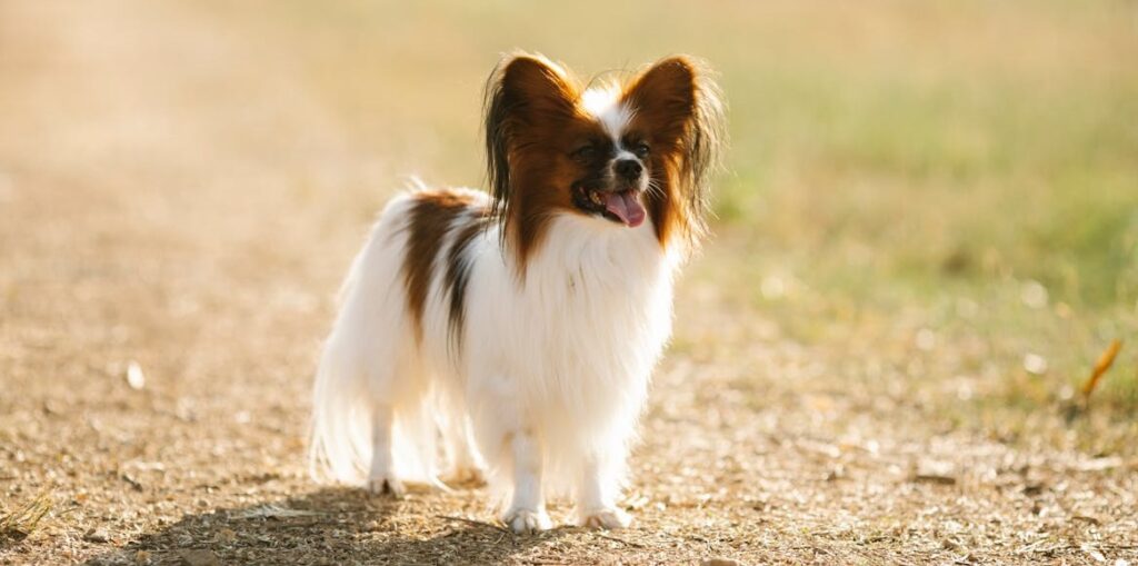 Raza De Perros Pequeños Que No Crecen | Top 5